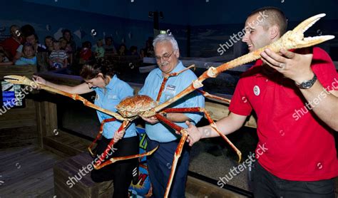 Crabzilla