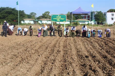 ဓနုဖြူမြို့နယ်၌ ၂၀၂၄ ၂၀၂၅ ခုနှစ် ဆောင်းနေကြာ ၁၀ ဧက သီးသန့်စံပြကွက် စိုက်ပျိုးပွဲကျင်းပ