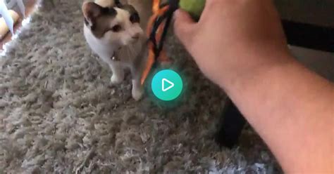 rewatching parks and recs when i found out my tailless cat plays fetch album on imgur