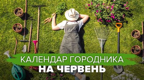 Календар городника на червень 2024 в які дні можна садити рослини і працювати на городі Поради