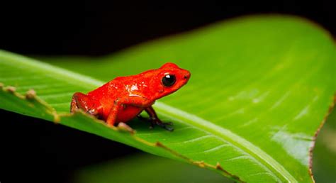 Red Frog Wallpaper 1920x1080 A Red Eyed Green Frog