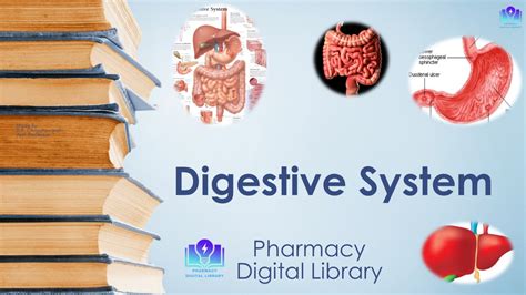 Hap Unit 2 The Digestive System Anatomy And Physiology Disorders