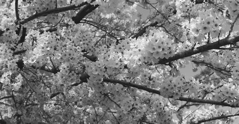 집 밖의 경치 계절 계절 변화 고요한 고요함 교활한 꽃 꽃무늬 꽃이 피는 꽃잎 나무 나뭇가지 목가적인 바람 밝은 벚꽃 봄 부드러운 꽃잎