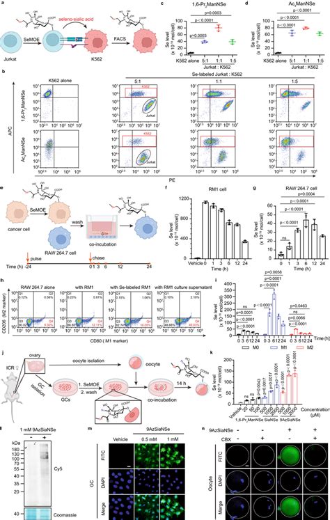 Glycan Transfer Tracking In Various Cell Cell Interactions A Schematic Download Scientific