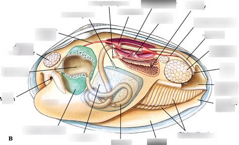 Bivalvia Diagram Quizlet