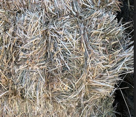Orchard Grass