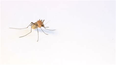 The Best Tips To Protect Yourself From Mosquitoes According To Science