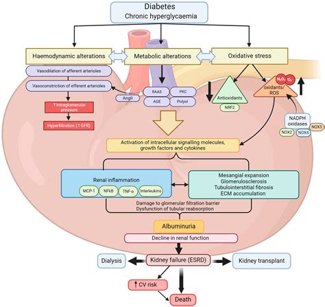 Diabetes And Renal Complications An Overview On Pathophysiology
