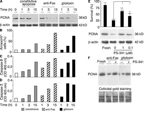 Figure 2 From Proliferating Cell Nuclear Antigen Acts As A Cytoplasmic