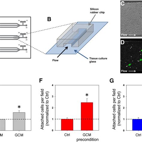 Comprehensive Cell Culture Based Enhancement Of Stem Cell Homing A