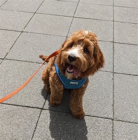 How To Remove Mats From Cockapoo At Jonathan Landseer Blog