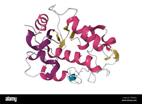 Crystal Structure Of Human Egg Membrane Protein Juno 3d Cartoon Model
