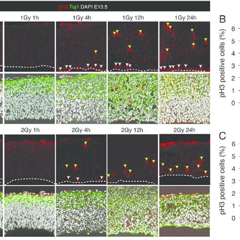 Cell Proliferation In The Mouse Embryonic Cerebral Cortex After Ir Download Scientific Diagram