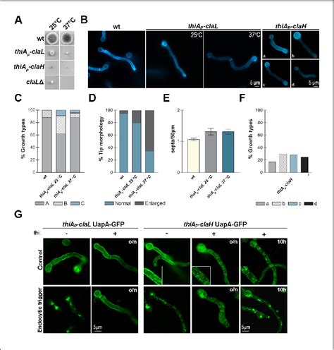 Figure 1 From The Ap 2 Complex Has A Specialized Clathrin Independent Role In Apical Endocytosis