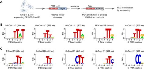 Figure 2 From Pam Recognition By Miniature Crisprcas12f Nucleases
