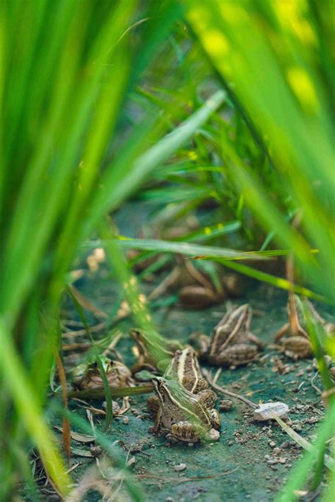 Raising Frogs For Profit