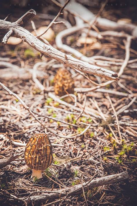 Jason Brownlee Photography And Design Theyre Coming And Hopefully