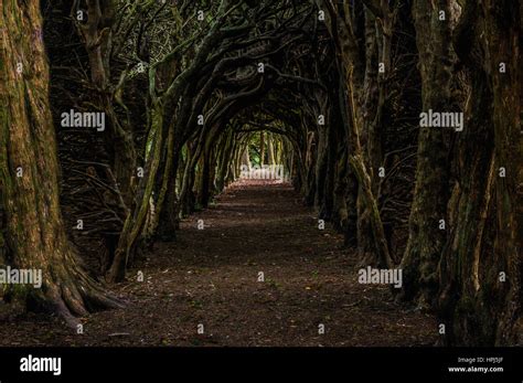Tree Tunnel Made Over Years By Shaping Tree Trunks To Create A Tunnel Through A Forest Stock