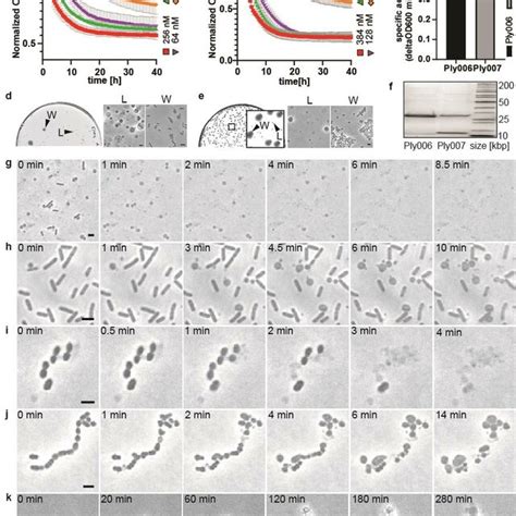Endolysin Activity Promotes L Form Conversion Under Osmoprotective