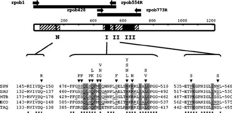 Regions Of S Pneumoniae Rpob And Mutations Conferring Rif Resistance