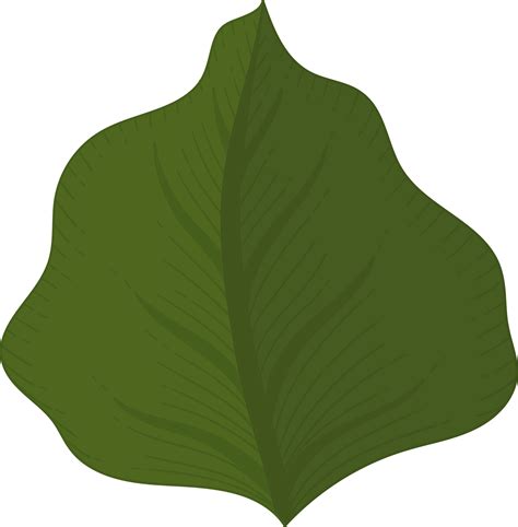 Calla Lily Leaf Hand Drawn Illustration 9842453 Png