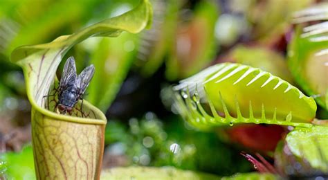 The Earths Most Interesting Carnivorous Plants Container Water Gardens