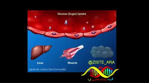 نقش انسولین در بدن انسان نماشا