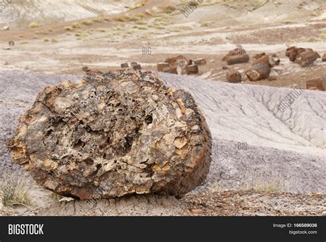 Fossilized Tree Trunk Image Photo Free Trial Bigstock
