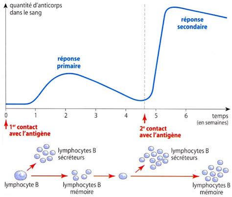 Chapitre 2 Les Défenses De Lorganisme Mon Cours De Svt