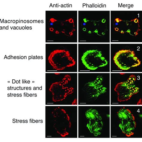 Cellular Localization Of G Actin And F Actin In Wild Type E Download Scientific Diagram