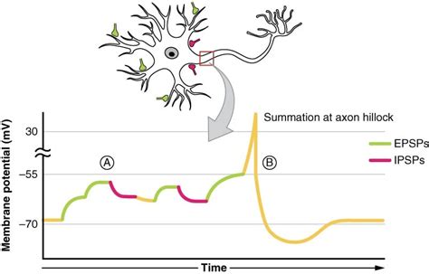 Learn To Read Eeg With Practice Questions Nowyouknow Neuro