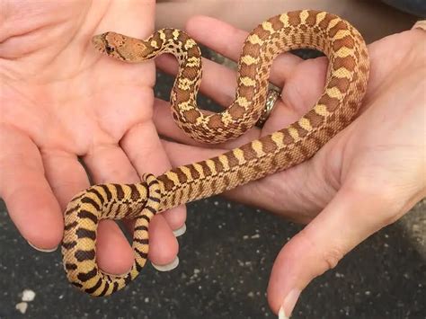 Gopher Snake Care Sheet Reptiles Cove
