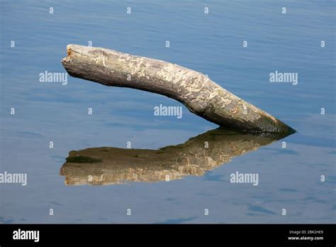 Tree Branch Lying In A Body Of Water Blue Water Surface Germany Europe Stock Photo Alamy