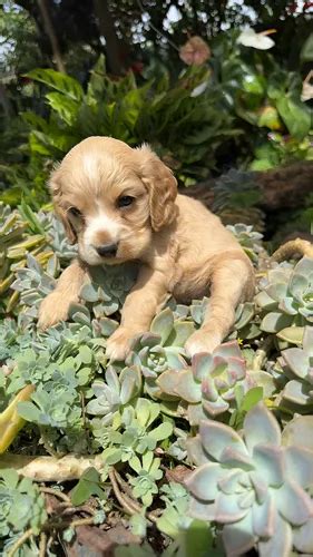 Cachorro Cocker Spaniel Caramelo Con Blanco Mercadolibre
