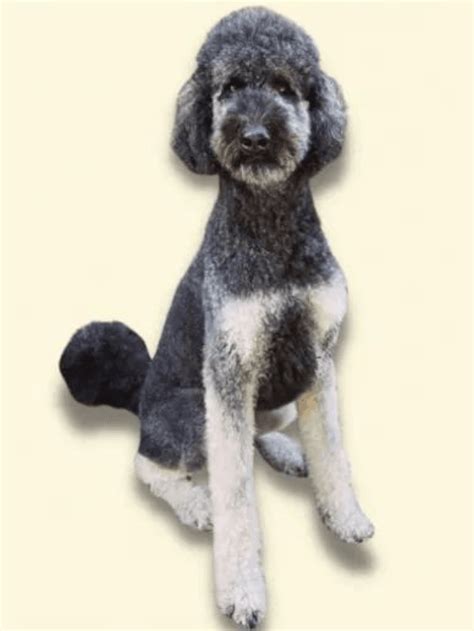 Phantom Goldendoodle Rare Colors And Patterns Story Floofy Doodles