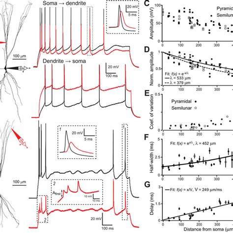 Dendritic Architecture Of Piriform Cortex Excitatory Neurons A Ir Dic Download Scientific