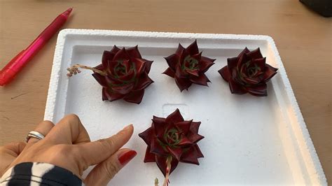 라이브🔺2월12일🔺 택배가능해요 🔺조아다육 010 6252 5061주문번호🔺구정연휴 힐링과 쇼핑을 한꺼번에신상다육이워아이니육종도감마리아 국민다육이 구경하세요