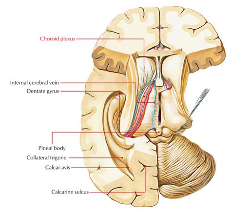 Choroid Plexus Earth S Lab