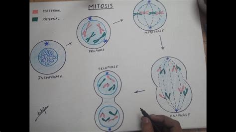 Mitosis Stages Drawing