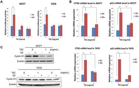 tsc inhibits the estrogen signal pathway a tsc inhibited the