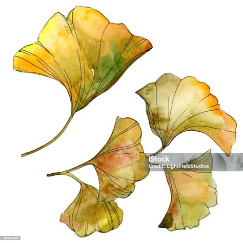 노란색 녹색 은행나무 Biloba의 잎 수채화 배경 그림 설정 합니다 격리 된 은행나무 그림 요소입니다 그리기에 대한 스톡 벡터 아트 및 기타 이미지 Istock