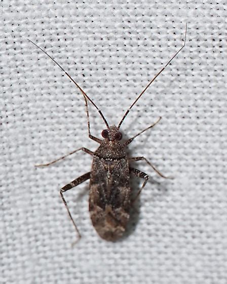 Phytocoris Bugguidenet