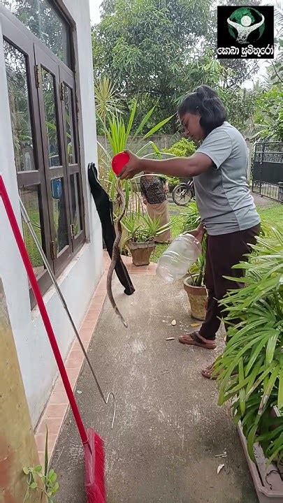 පොද වැස්සේ නිවසට ආ අමුත්තා Youtube