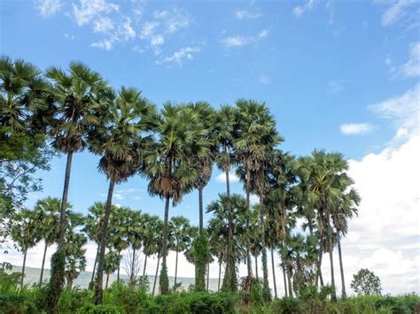 Beautiful Sugar Palm Trees Against The Blue Sky Of Thailand