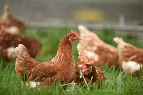 Importance Of Diagnostic Testing For The Poultry Industry