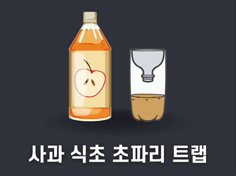 초파리 없애는 법 날파리 퇴치법 10가지 해충 박멸 총정리 헬스 큐레이션