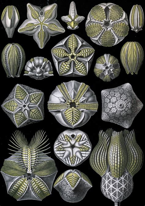 Exclusively Fossil Taxa Digital Atlas Of Ancient Life