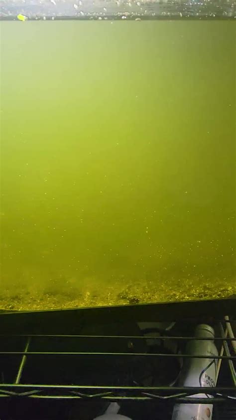 Pea Clams In My Ostracod Tank Album On Imgur