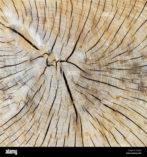 Tree Trunk Texture Stock Photo Alamy