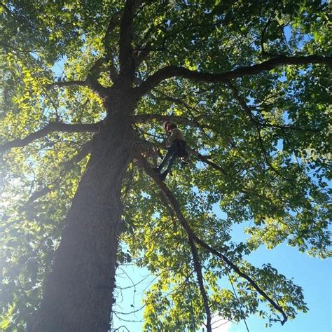 Ohio Tree Trimming Service Tree Hugger